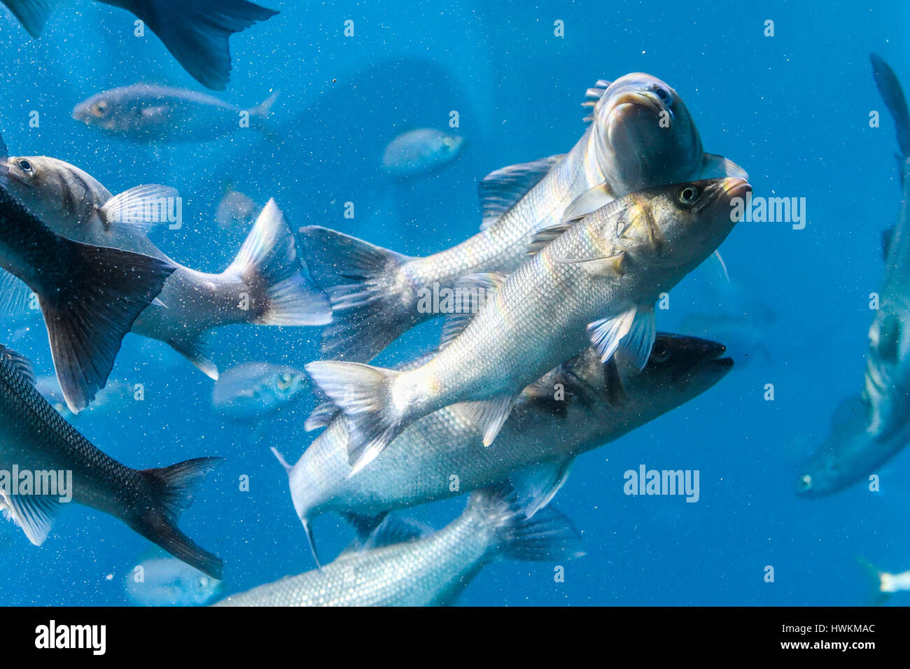 Underwater diving with many fishes, an observation into underworld dive ...