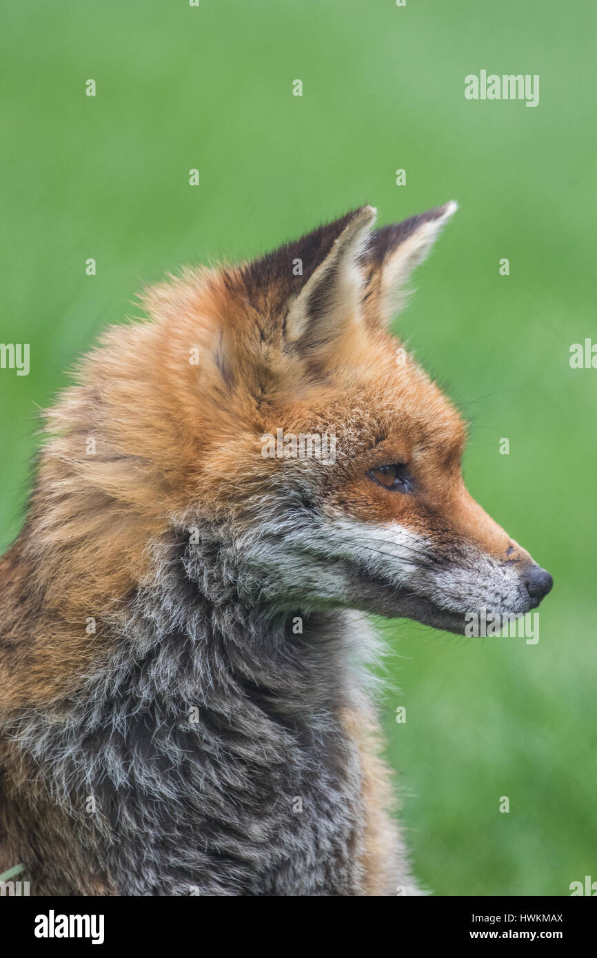 Red fox (Vulpes vulpes) close up of head with a grass background Stock Photo - Alamy