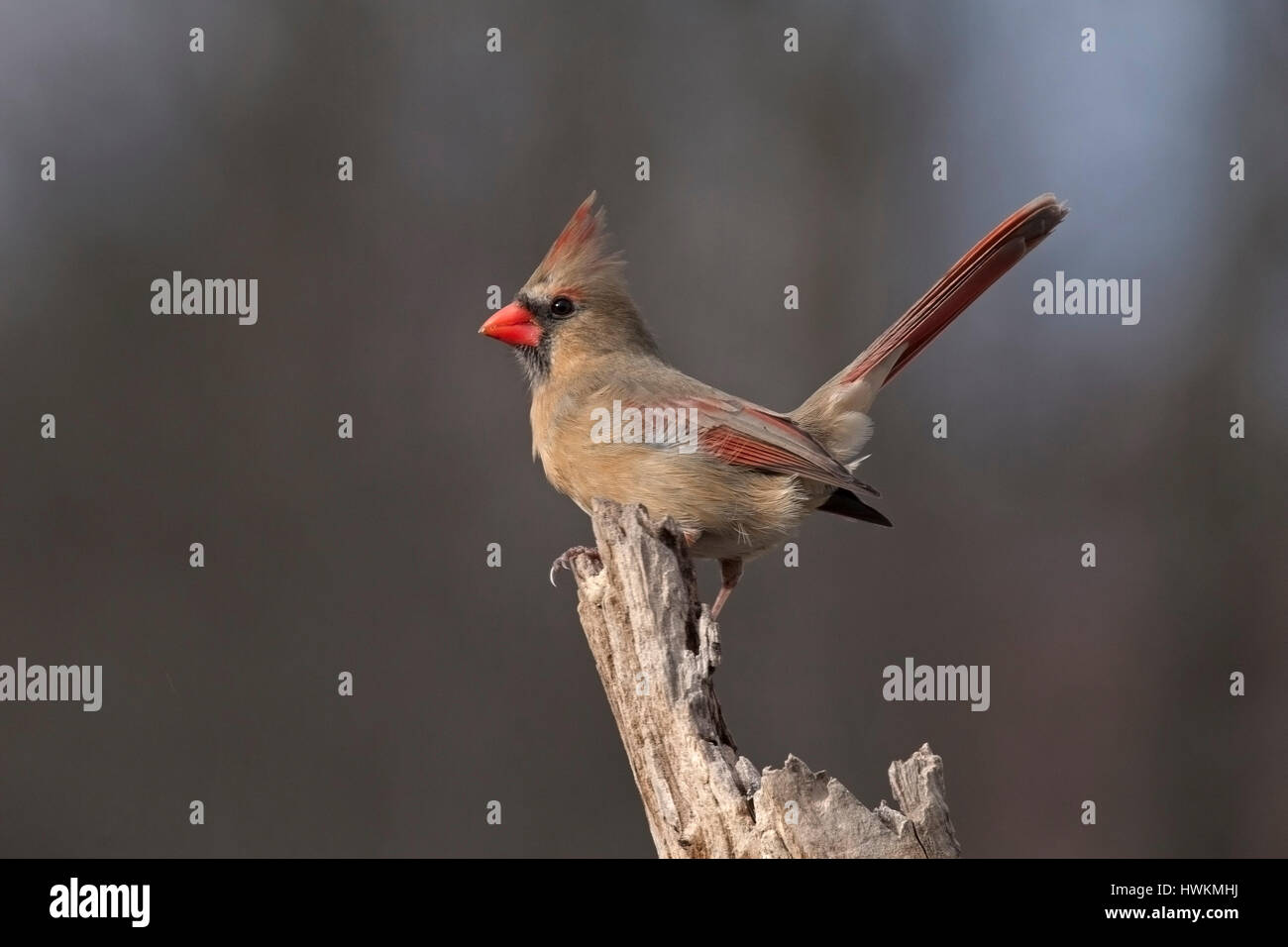 Female cardinal bird hi-res stock photography and images - Alamy