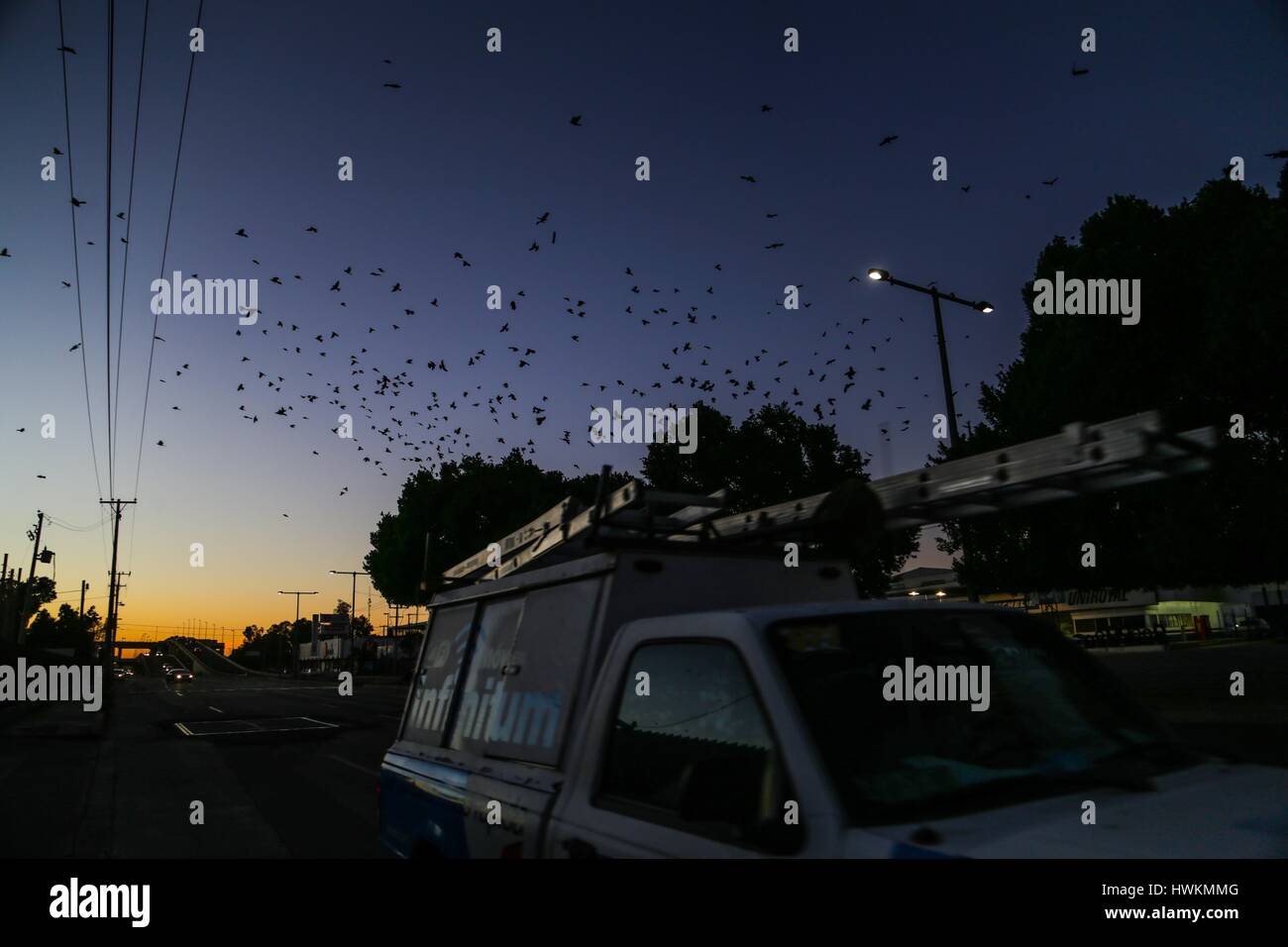 Tens of thousands of birds hi-res stock photography and images - Alamy