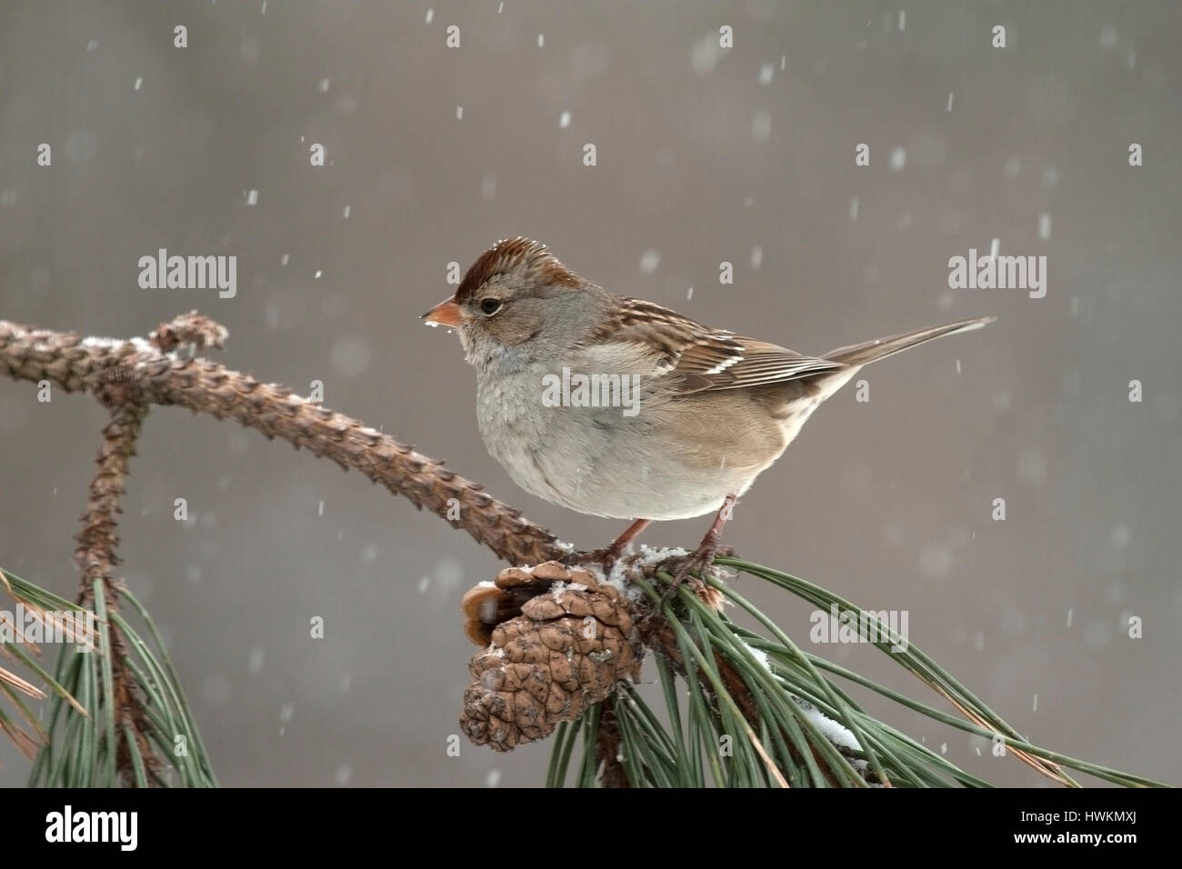 Backyard bird in winter Stock Photo - Alamy