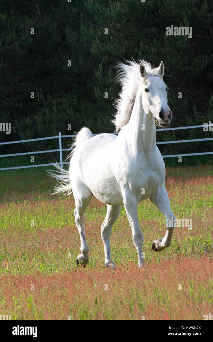 White horse frolics in field Stock Photo - Alamy