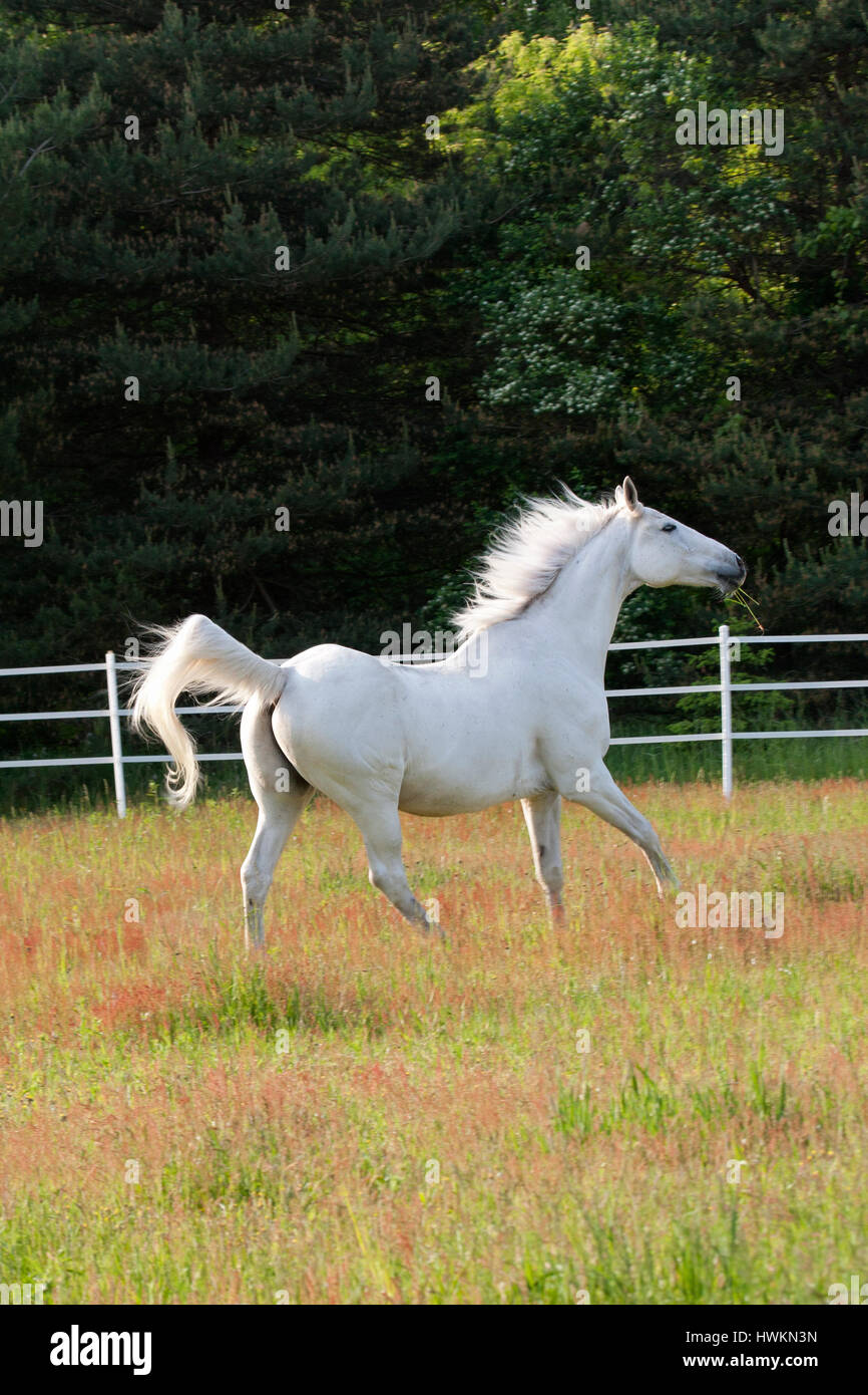White horse frolics in field Stock Photo - Alamy