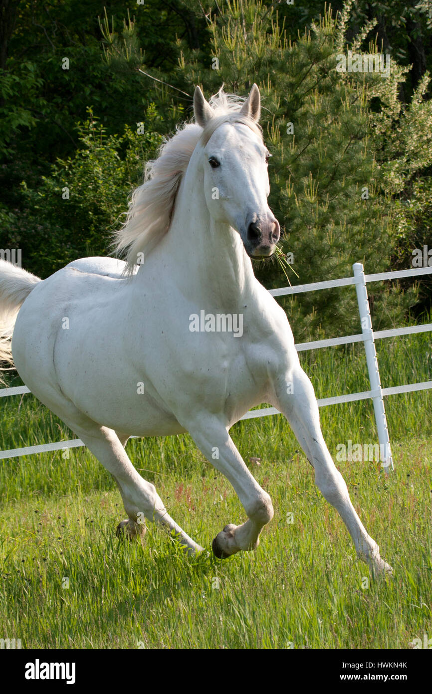 White horse frolics in field Stock Photo - Alamy
