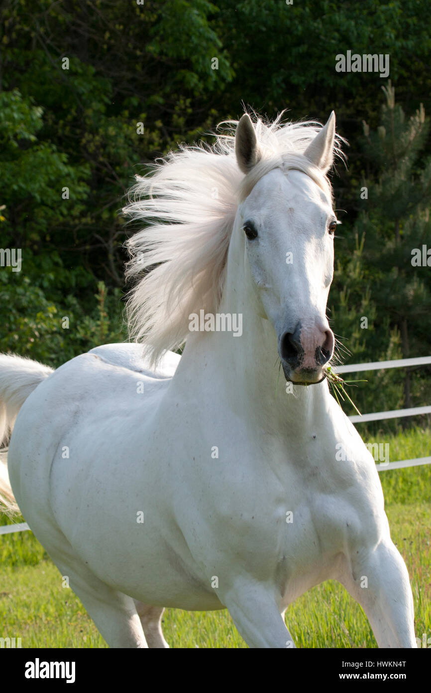 White horse frolics in field Stock Photo - Alamy