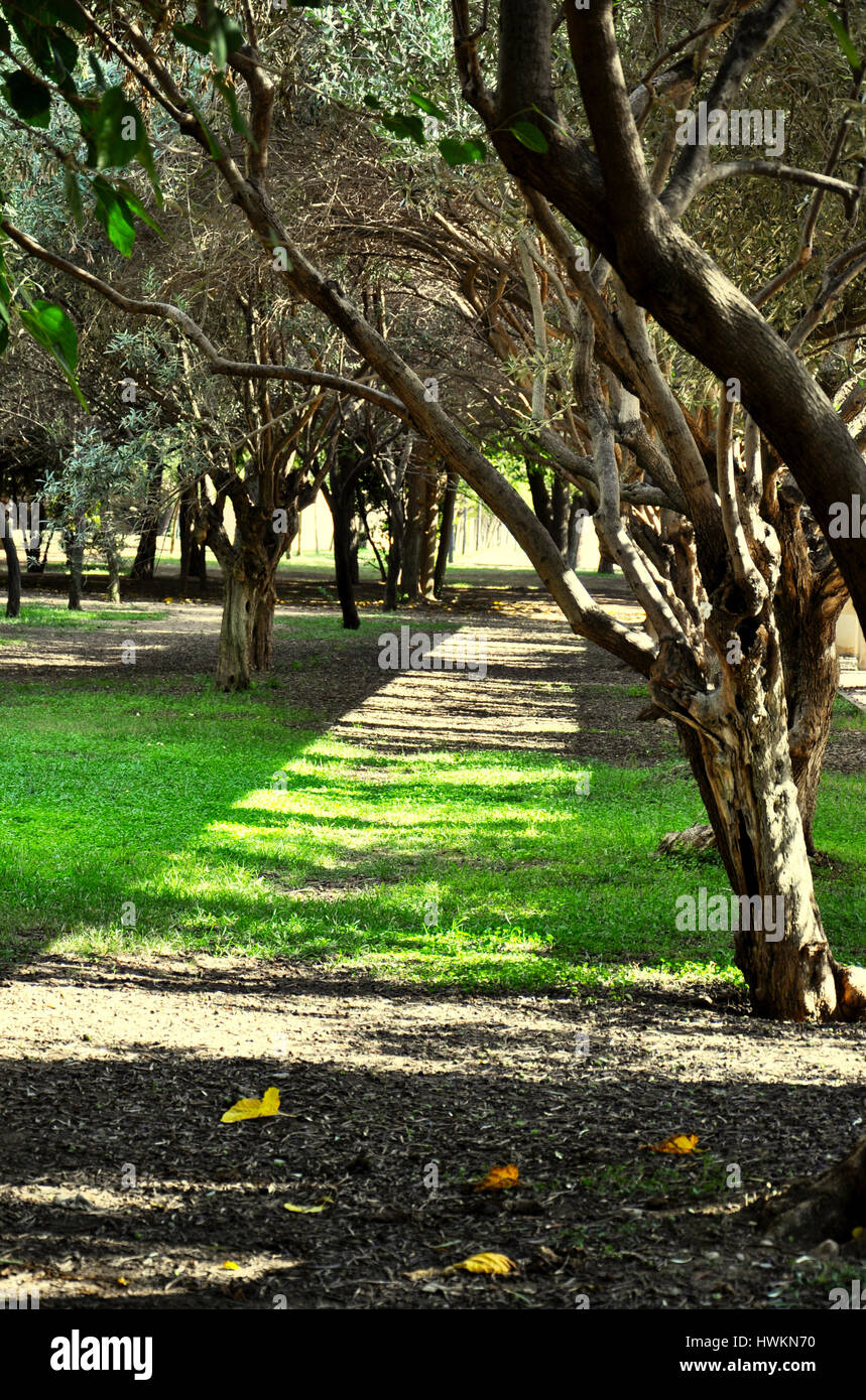 Tree patterns in the shadow hi-res stock photography and images - Alamy