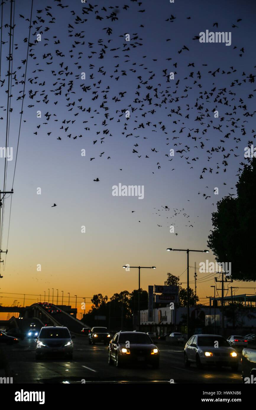 For less than a decade tens of thousands of birds Yellow-headed Thrush ...
