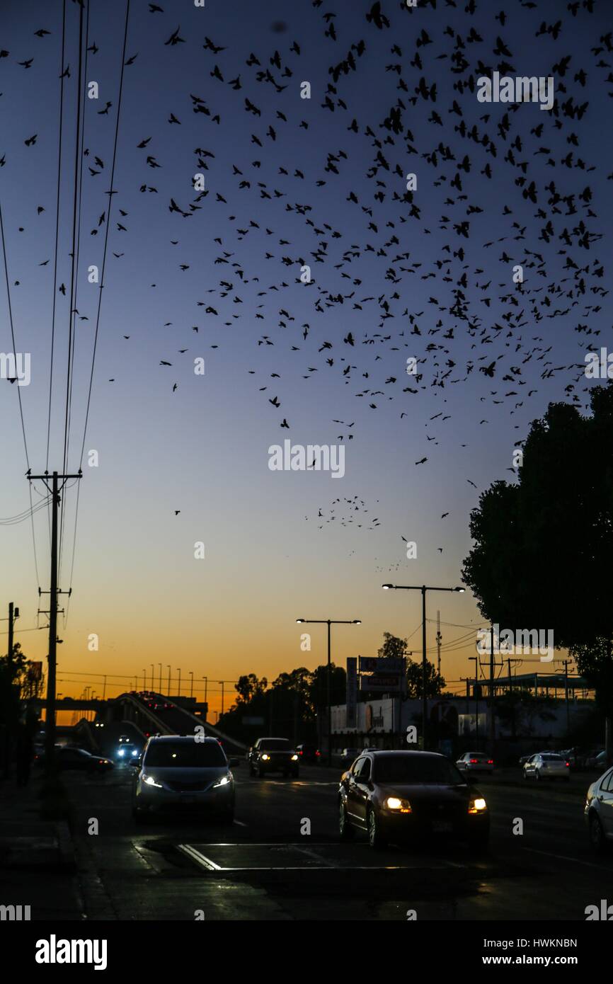 For less than a decade tens of thousands of birds Yellow-headed Thrush ...
