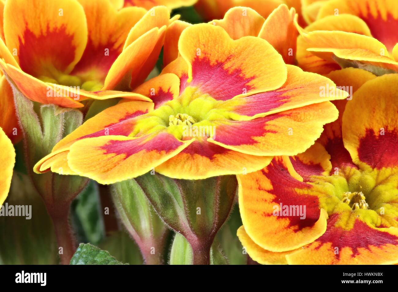 flowers of primrose Stock Photo - Alamy