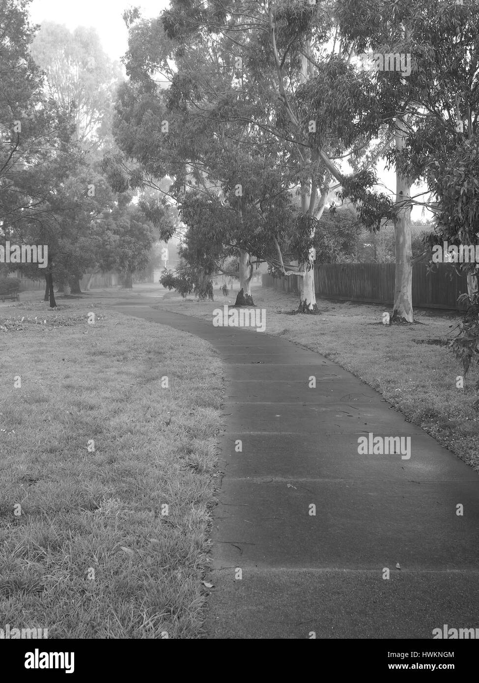 Creepy tree canopy hi-res stock photography and images - Alamy