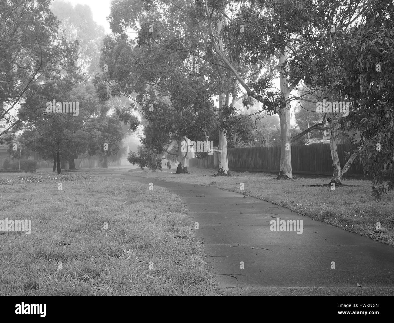 Creepy dark bike path with tree line and heavy fog, Melbourne ...