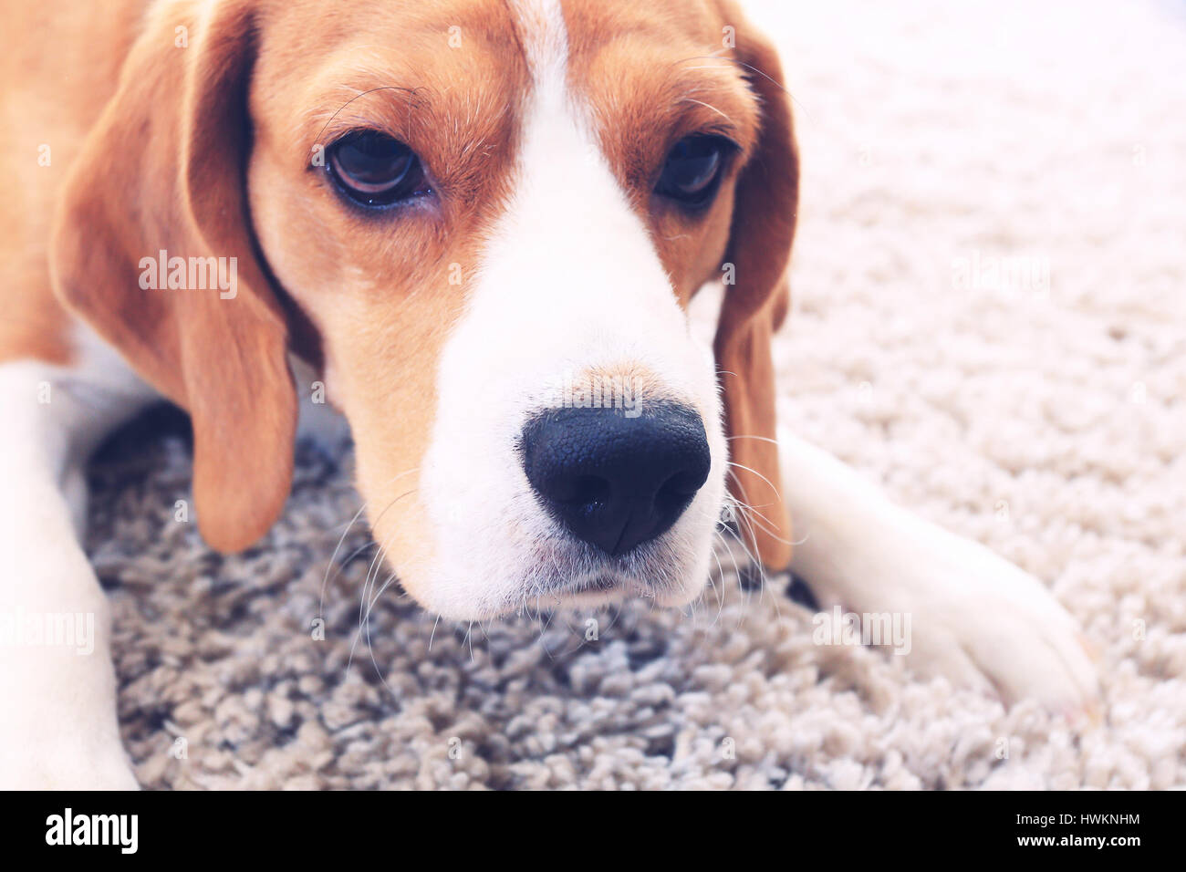 Dog face close-up. Closeup of beagle face. Beagle dog face on white ...