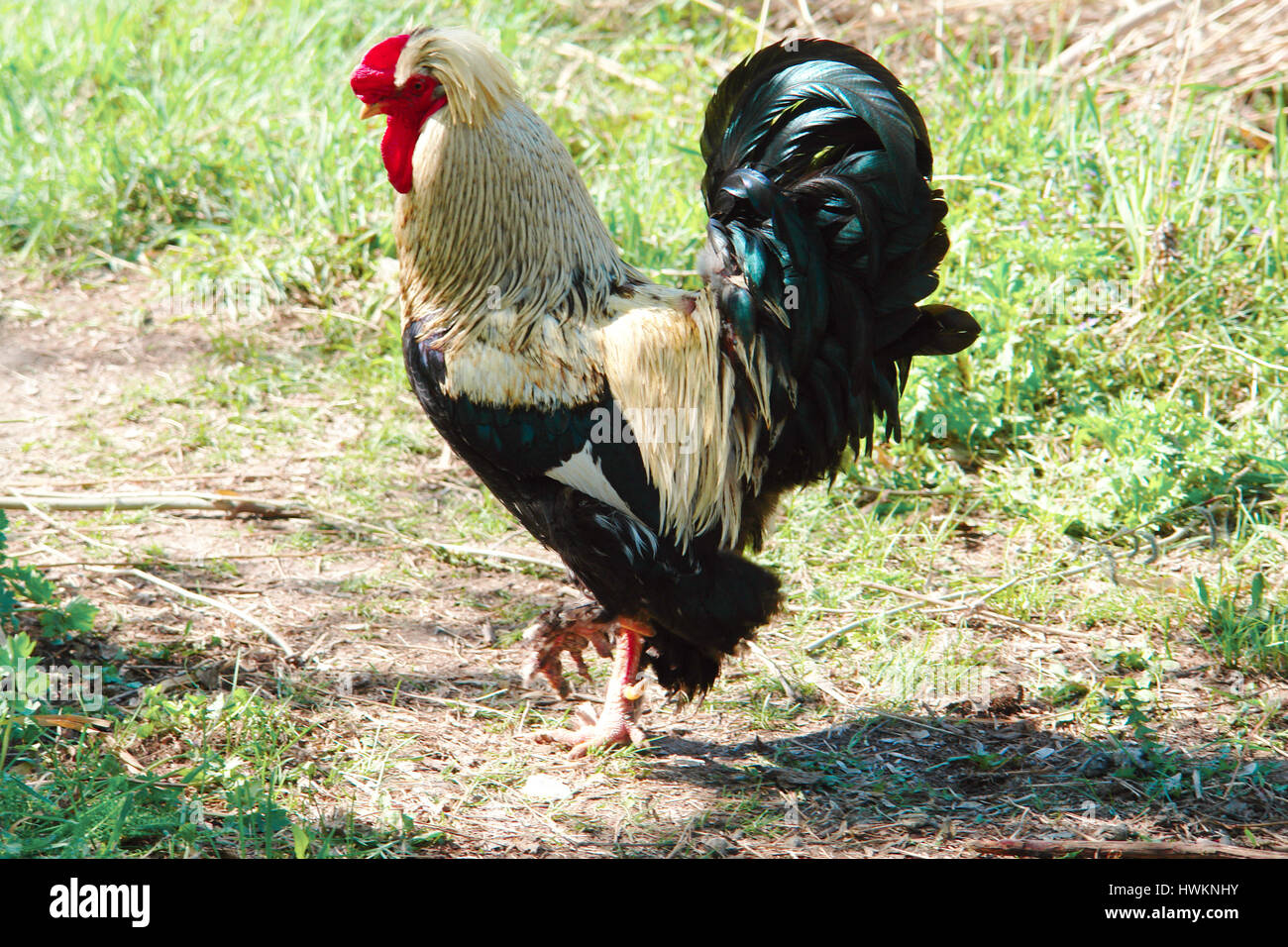 Live rooster walking Stock Photo - Alamy