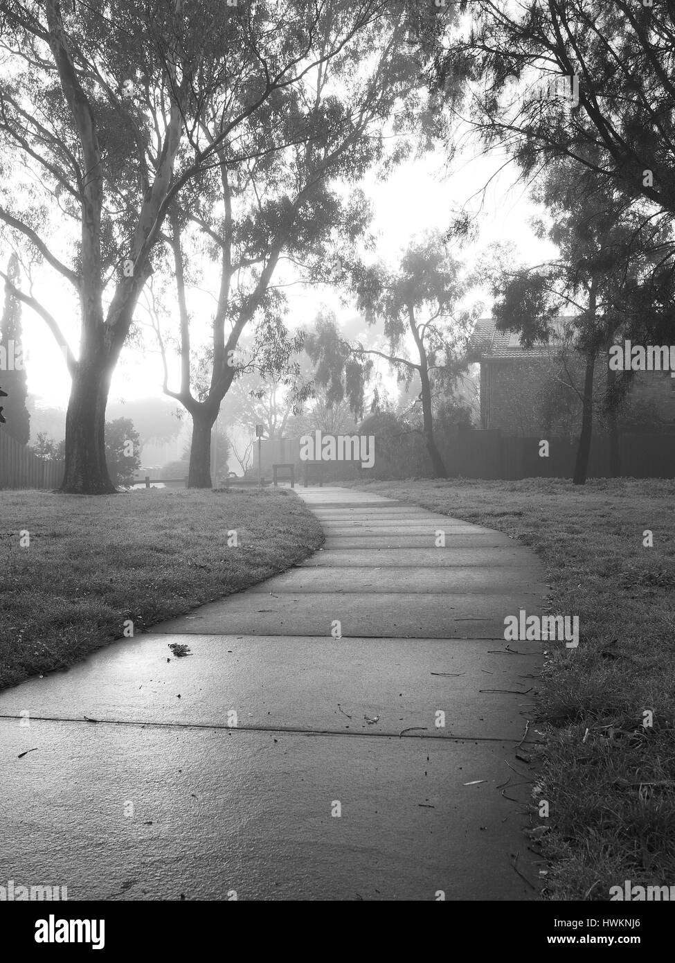 Creepy dark bike path with tree line and heavy fog black and white ...