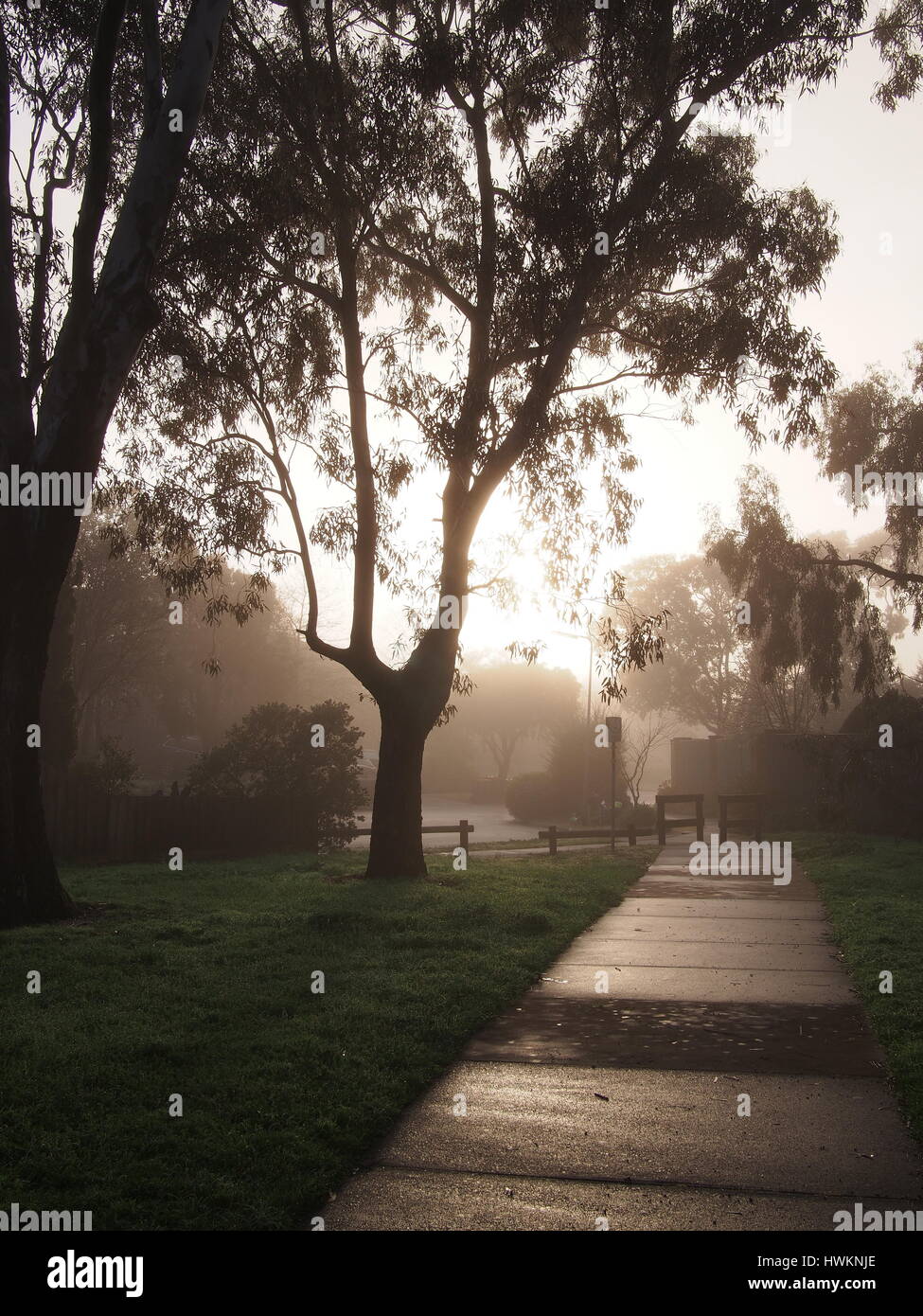 Creepy dark bike path with tree line and heavy fog against the sun rise ...