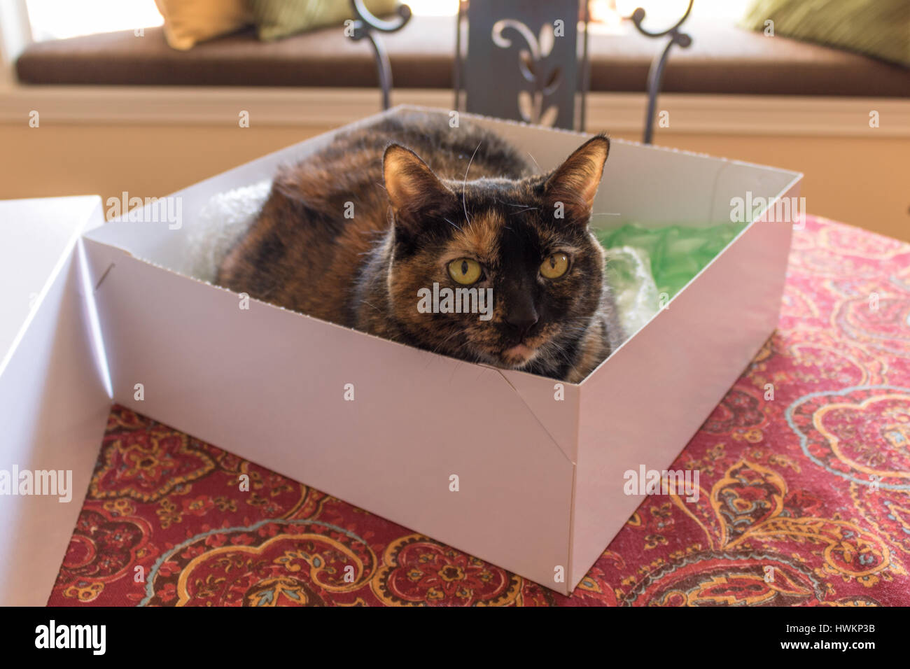 Suburban cat hi-res stock photography and images - Alamy