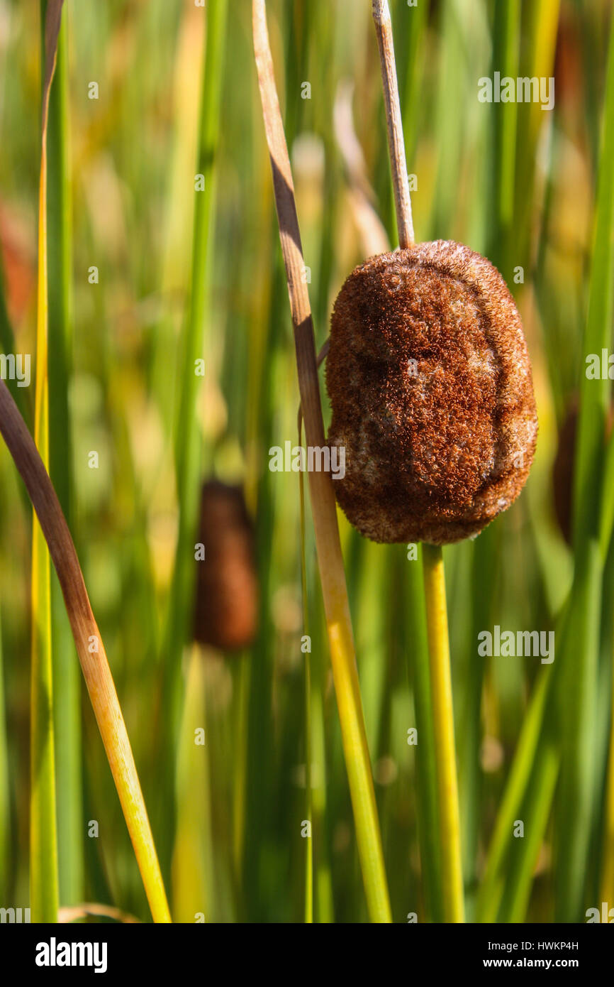 Close up bulrush seed hi-res stock photography and images - Alamy