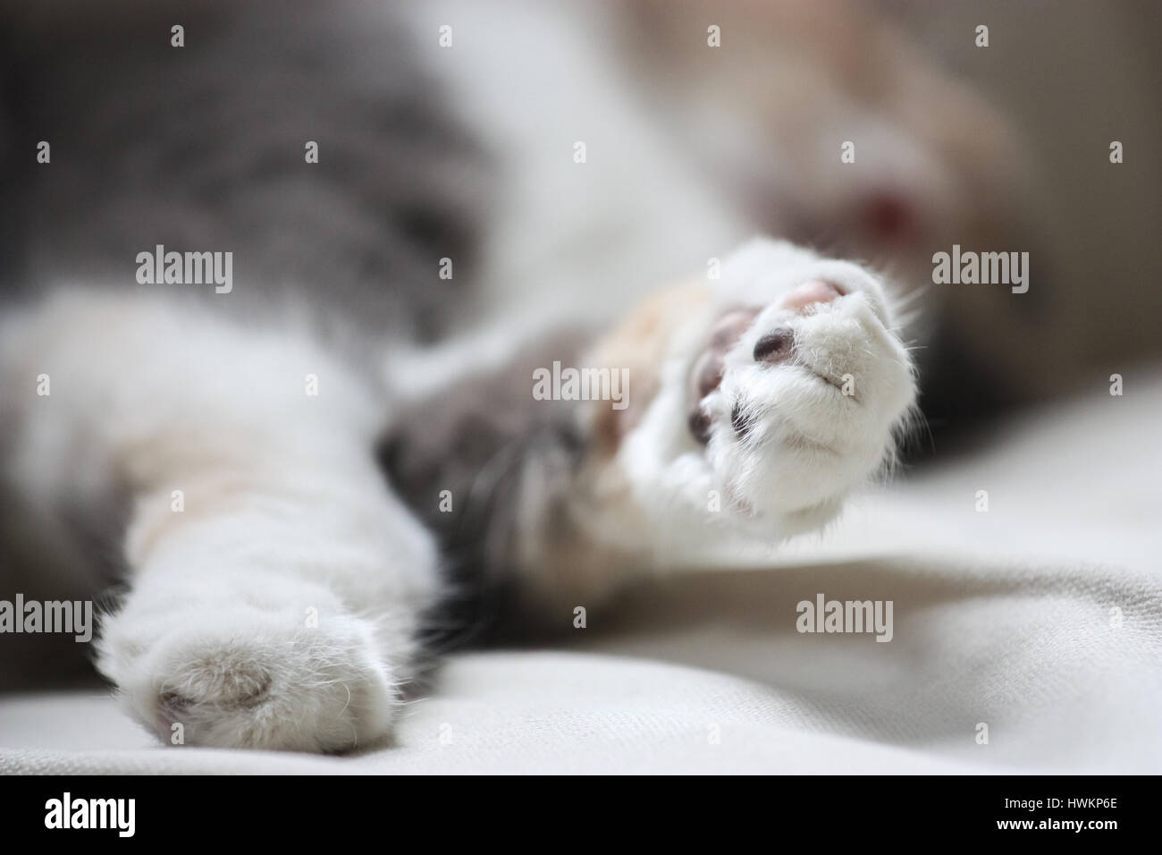 paws of a sleeping cat Stock Photo - Alamy