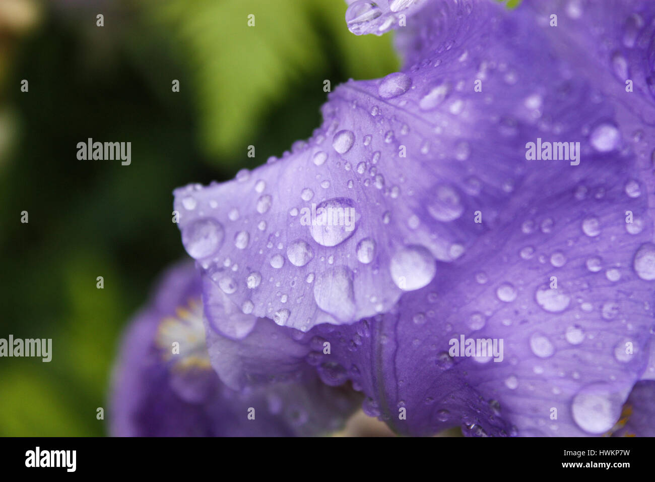 violet flower with drop of rain on it Stock Photo - Alamy