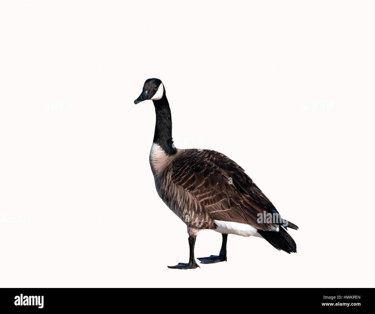 Canadian goose up close hi-res stock photography and images - Alamy