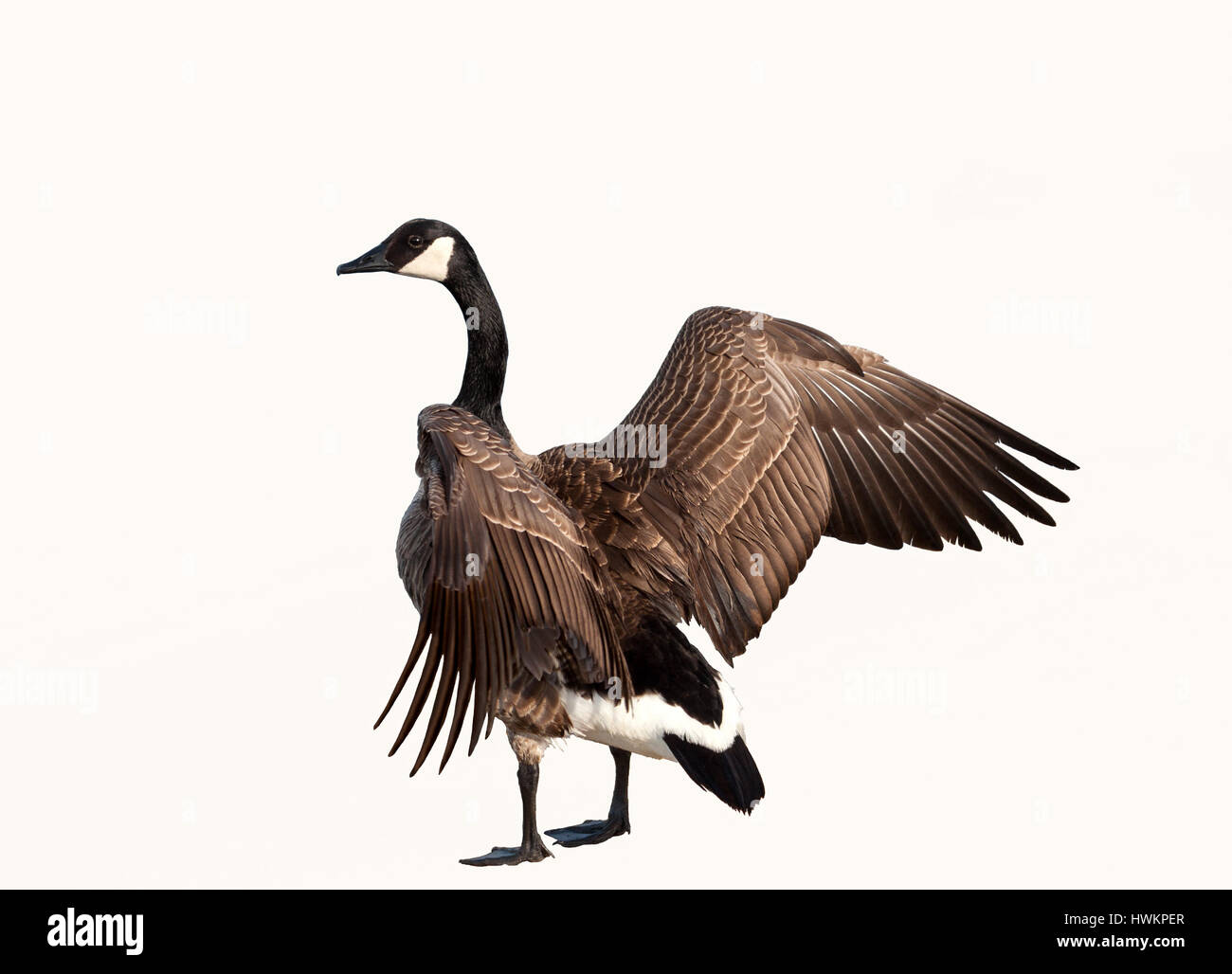 Canadian goose close up isolated cutout Stock Photo - Alamy