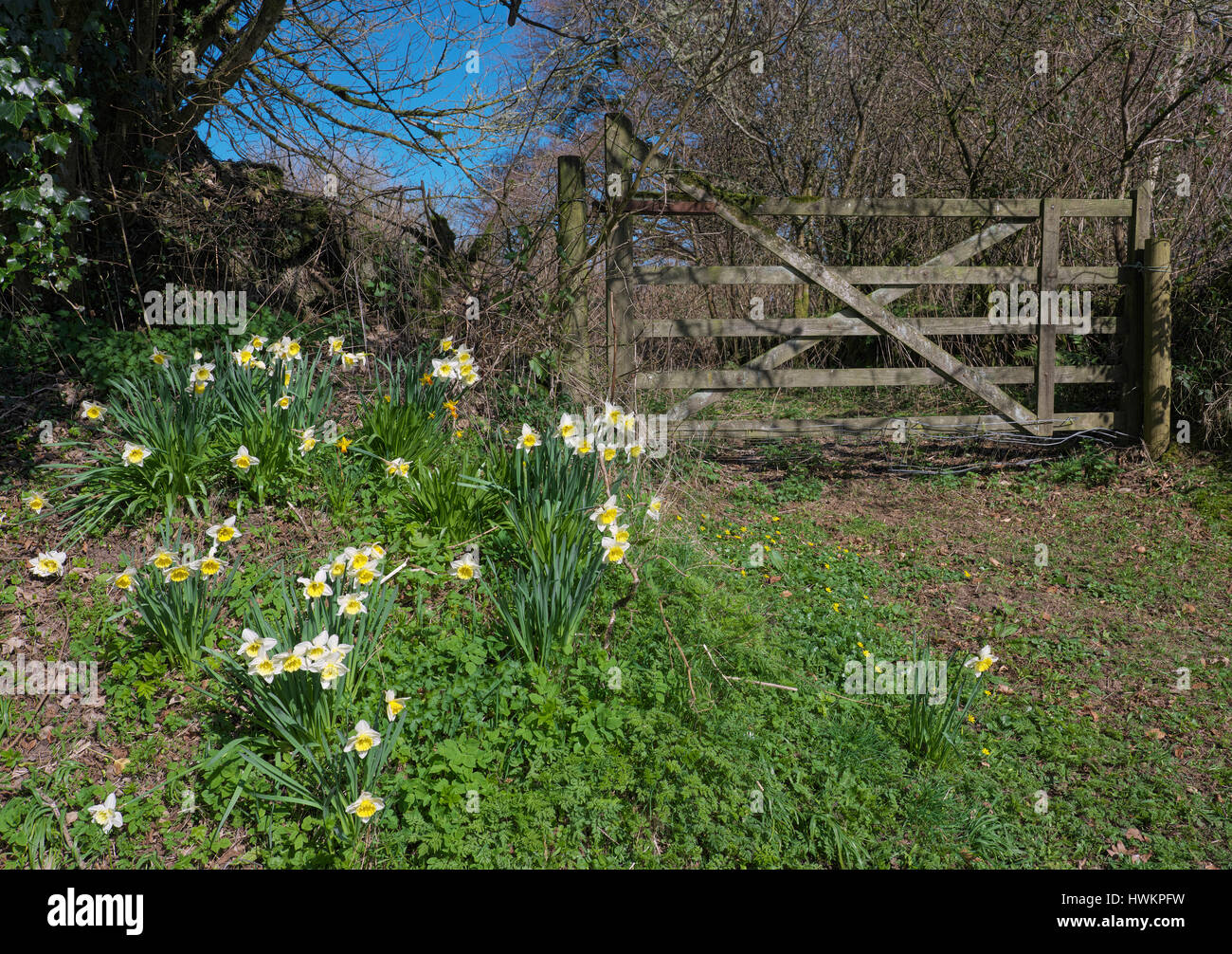 Spring Gate with Daffodils Stock Photo - Alamy