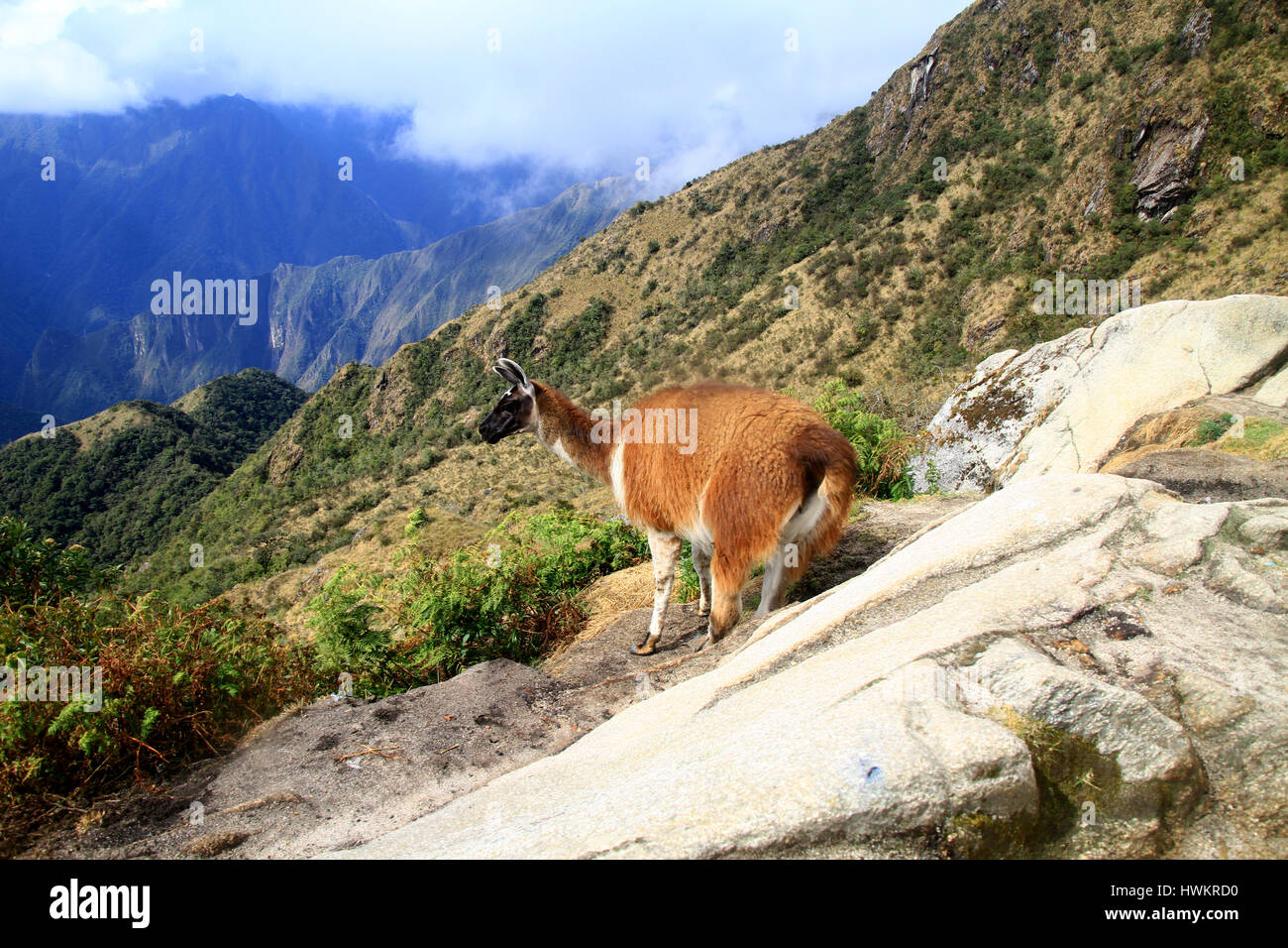 Peruvian mammals hi-res stock photography and images - Alamy