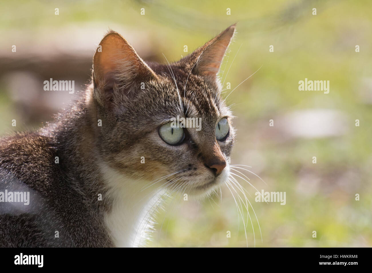 Brown and white feral cat with suspicious stare, yet still looking cute ...