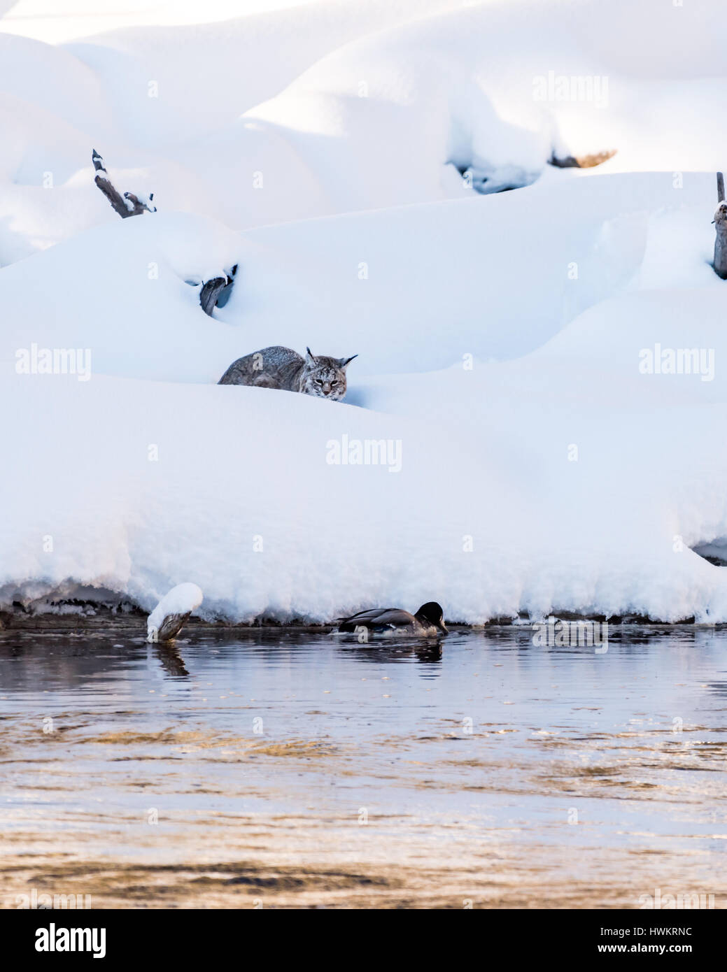 American Bobcat Winter Hunting High Resolution Stock Photography and ...