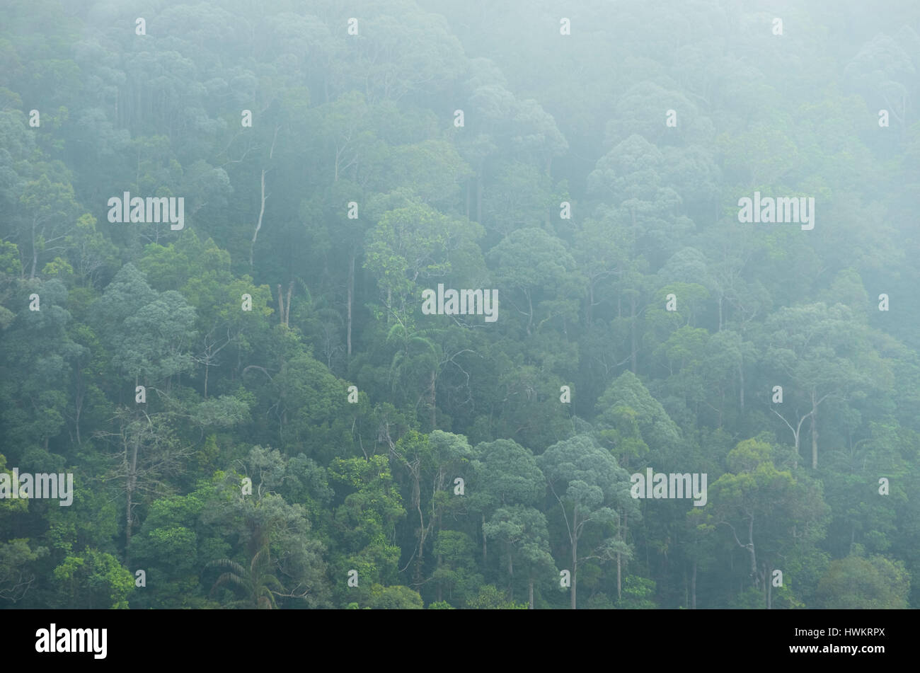 The equatorial jungle hi-res stock photography and images - Alamy