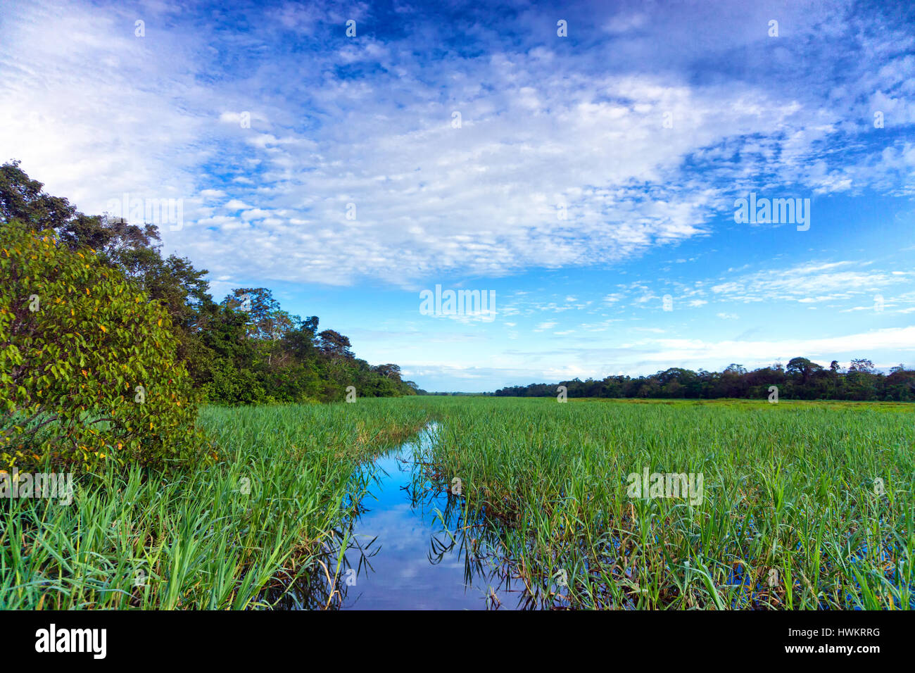Aquatic plants growing in a river in the Amazon Rain Forest near ...