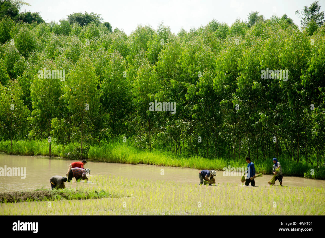 Thai people working transplanting rice cultivation on paddy field at ...