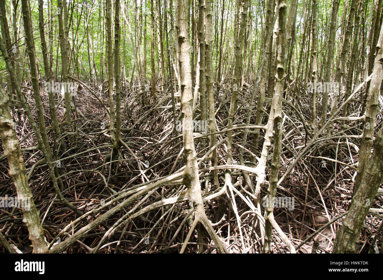 View of Mangrove forest or Intertidal forest at the estuary of a river ...