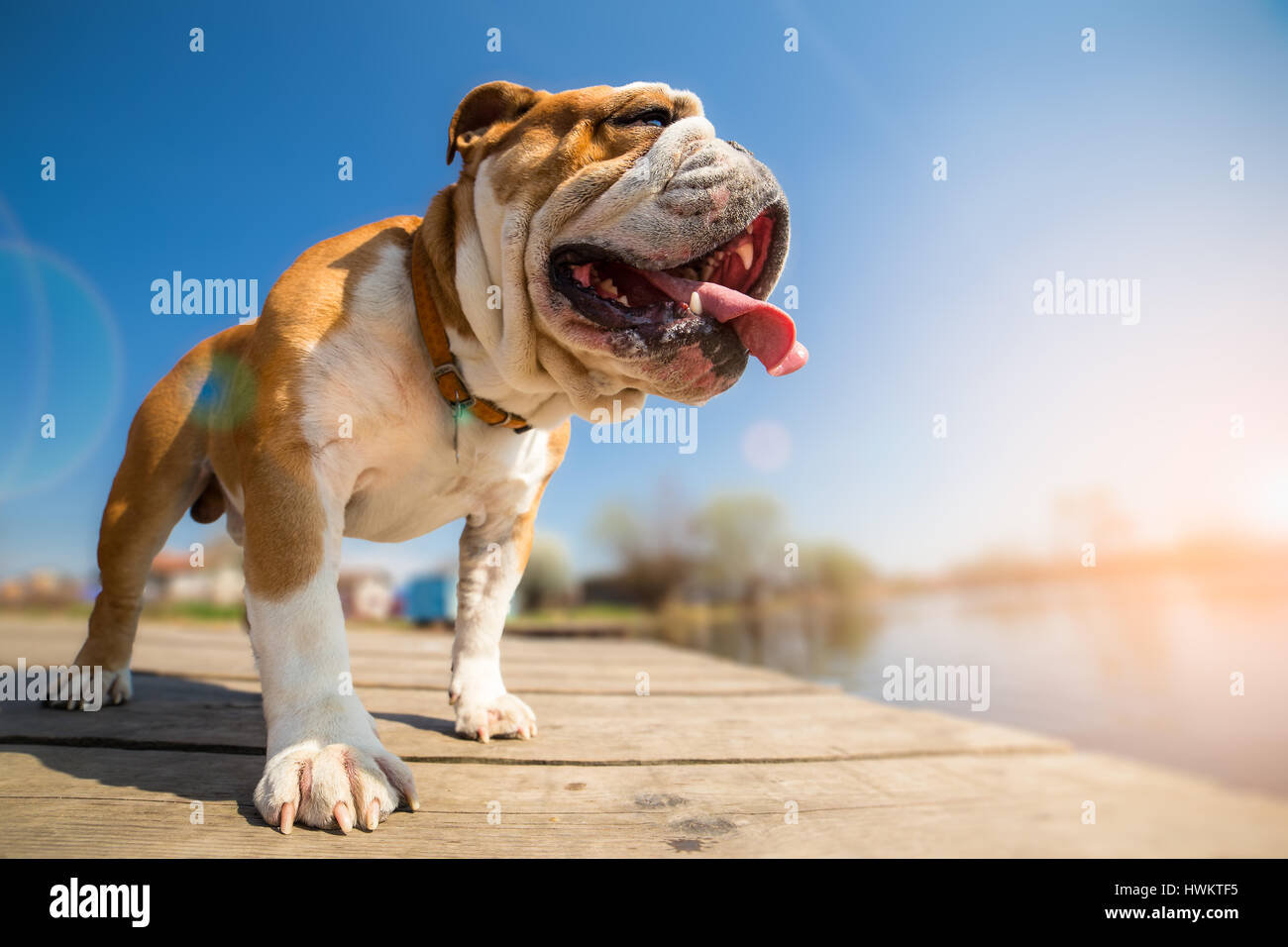 English Bulldog dog spring background Stock Photo - Alamy