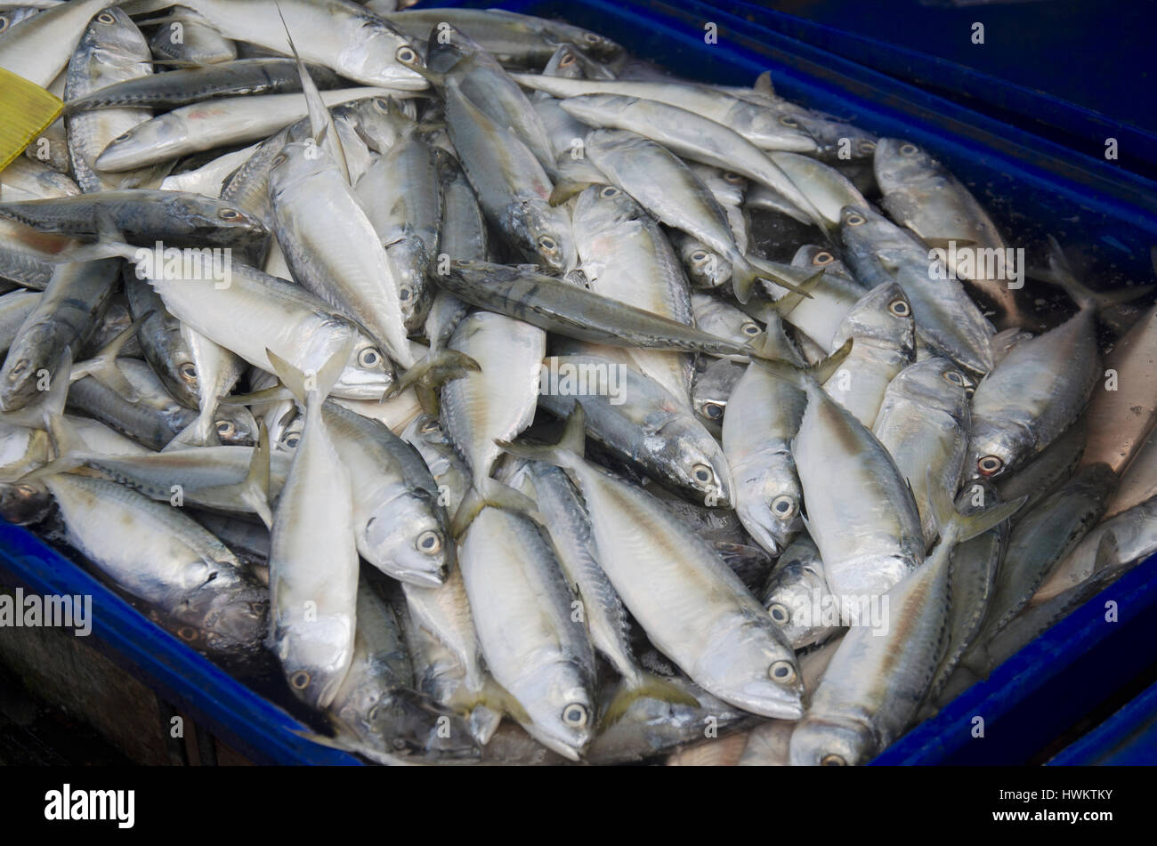 Thai people and travellers buy seafood from vendors seafood shop at Ang ...