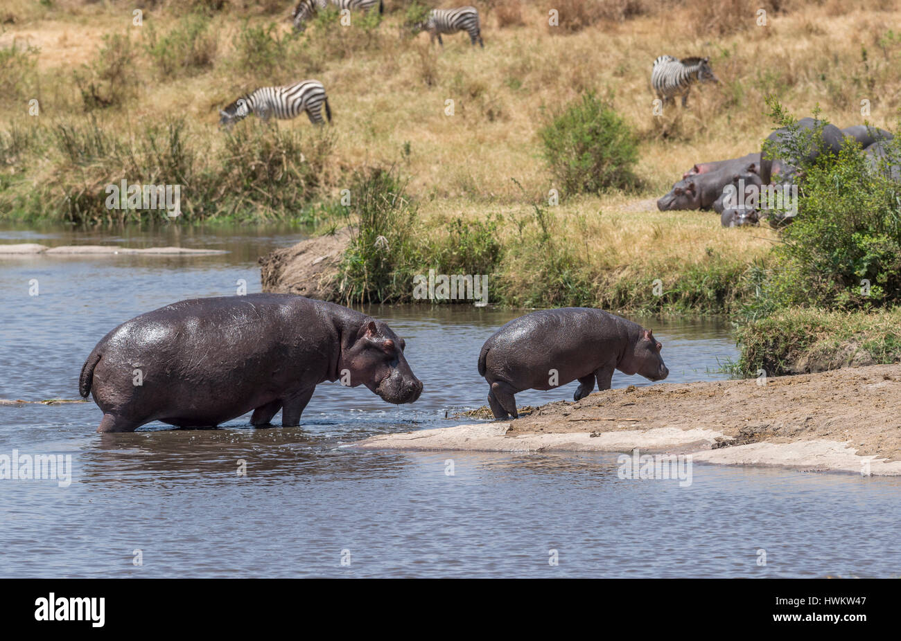 Hippo Mother with baby Stock Photo - Alamy