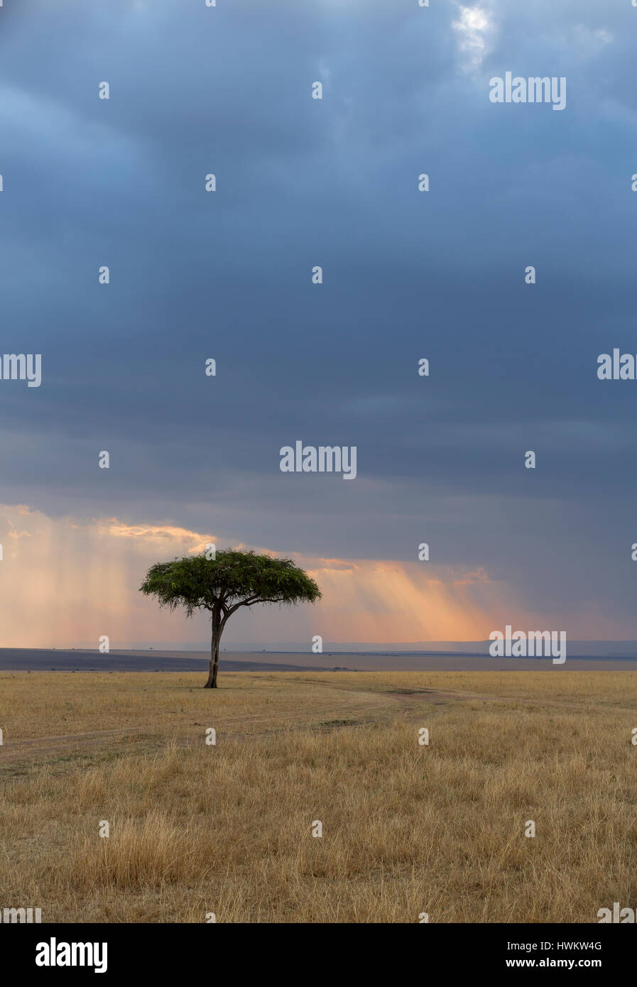 Masai mara national reserve sunset tour hi-res stock photography and ...