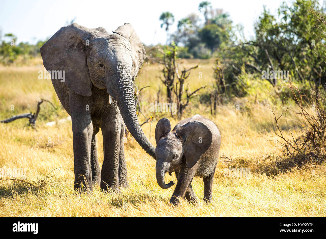 NALEDI: A BABY ELEPHANT'S TALE, 2016. ph: Tom Barton-Humphreys/©Netflix ...