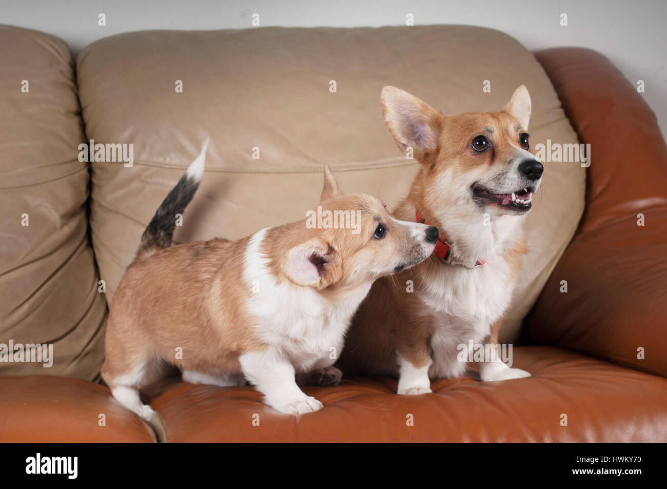 Pembroke Welsh Corgi puppy and mother sitting portrait on beige sofa at ...
