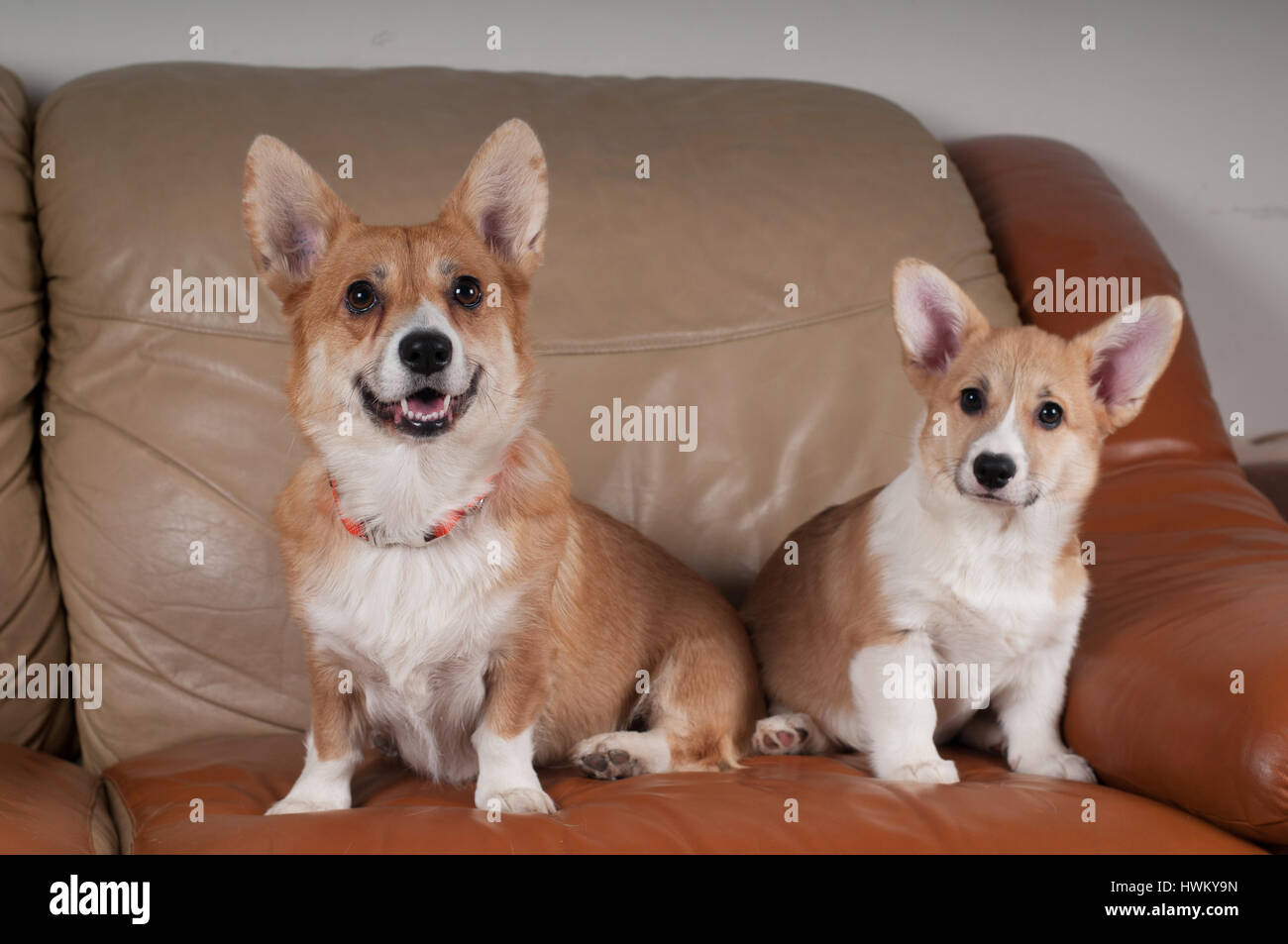 Pembroke Welsh Corgi puppy and mother sitting portrait on beige sofa at ...