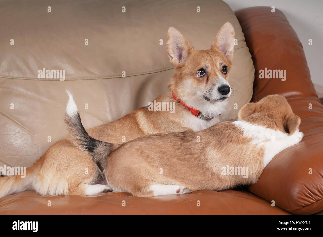 Pembroke Welsh Corgi puppy and mother sitting portrait on beige sofa at ...