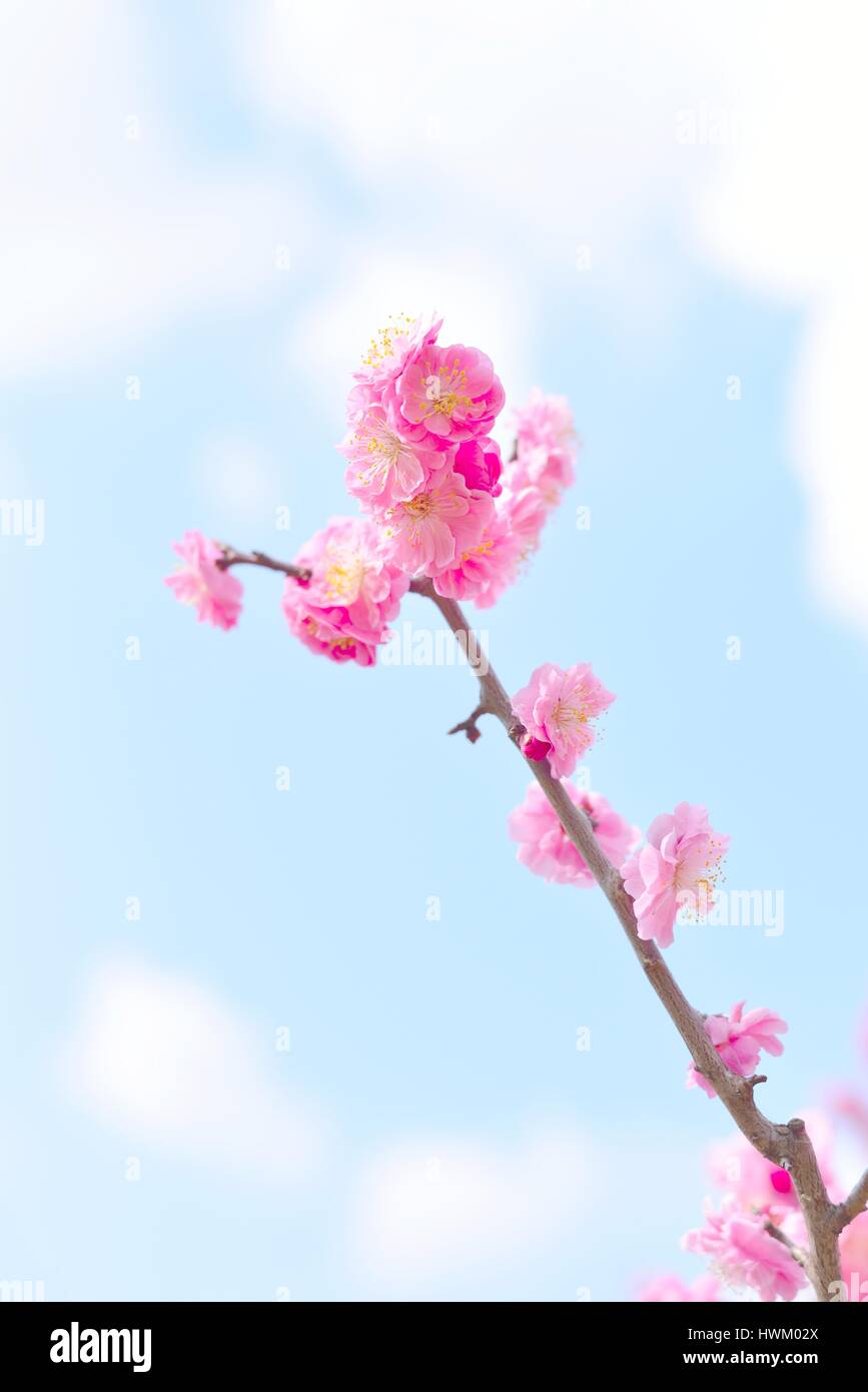 Beautiful pink plum blossoms, Ume in Japanese language Stock Photo - Alamy
