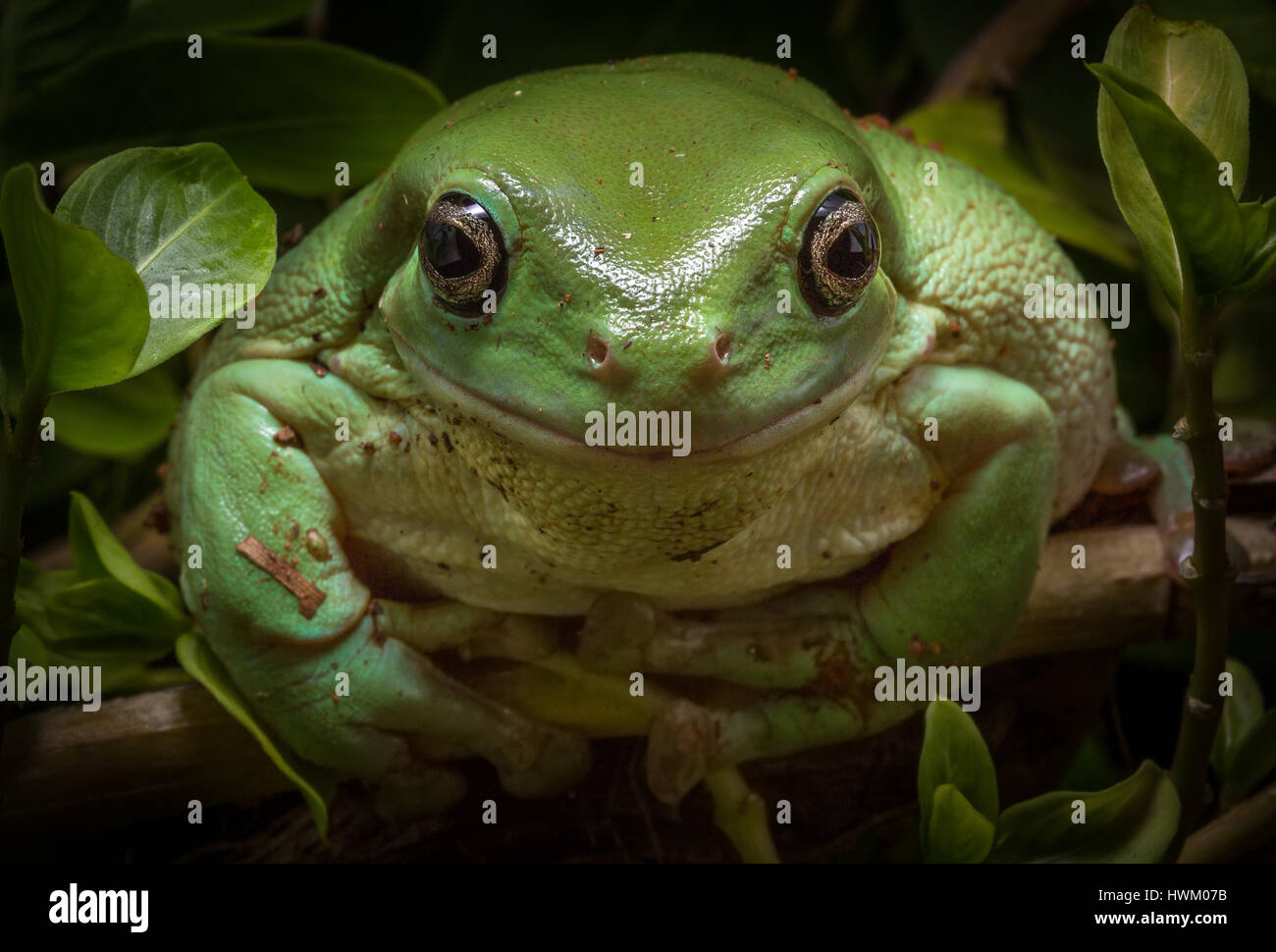 Frog tongue hi-res stock photography and images - Alamy