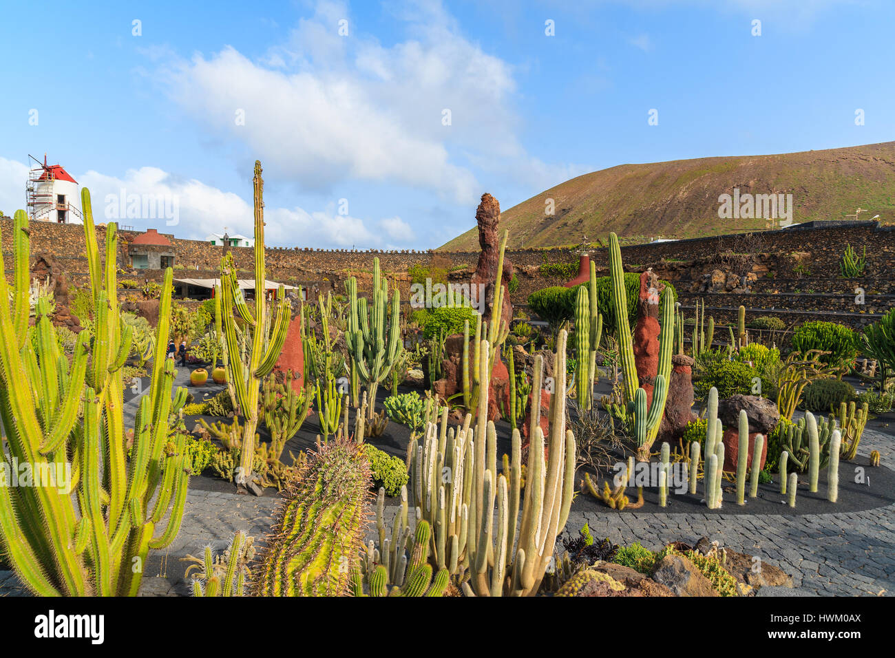 Tropical cacti gardens in Guatiza village on Lanzarote island, Spain ...