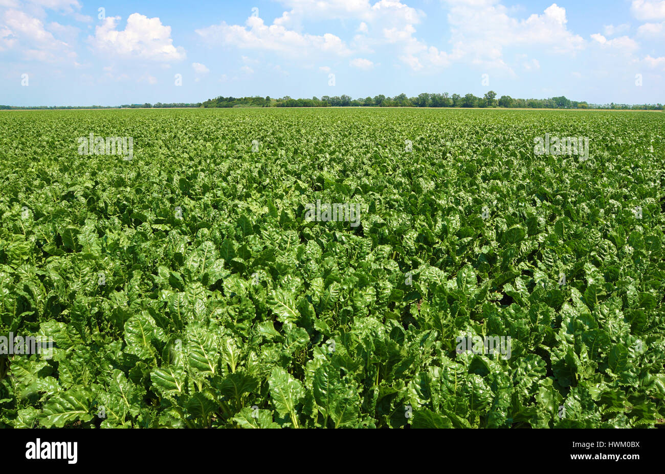 field of beets Stock Photo - Alamy