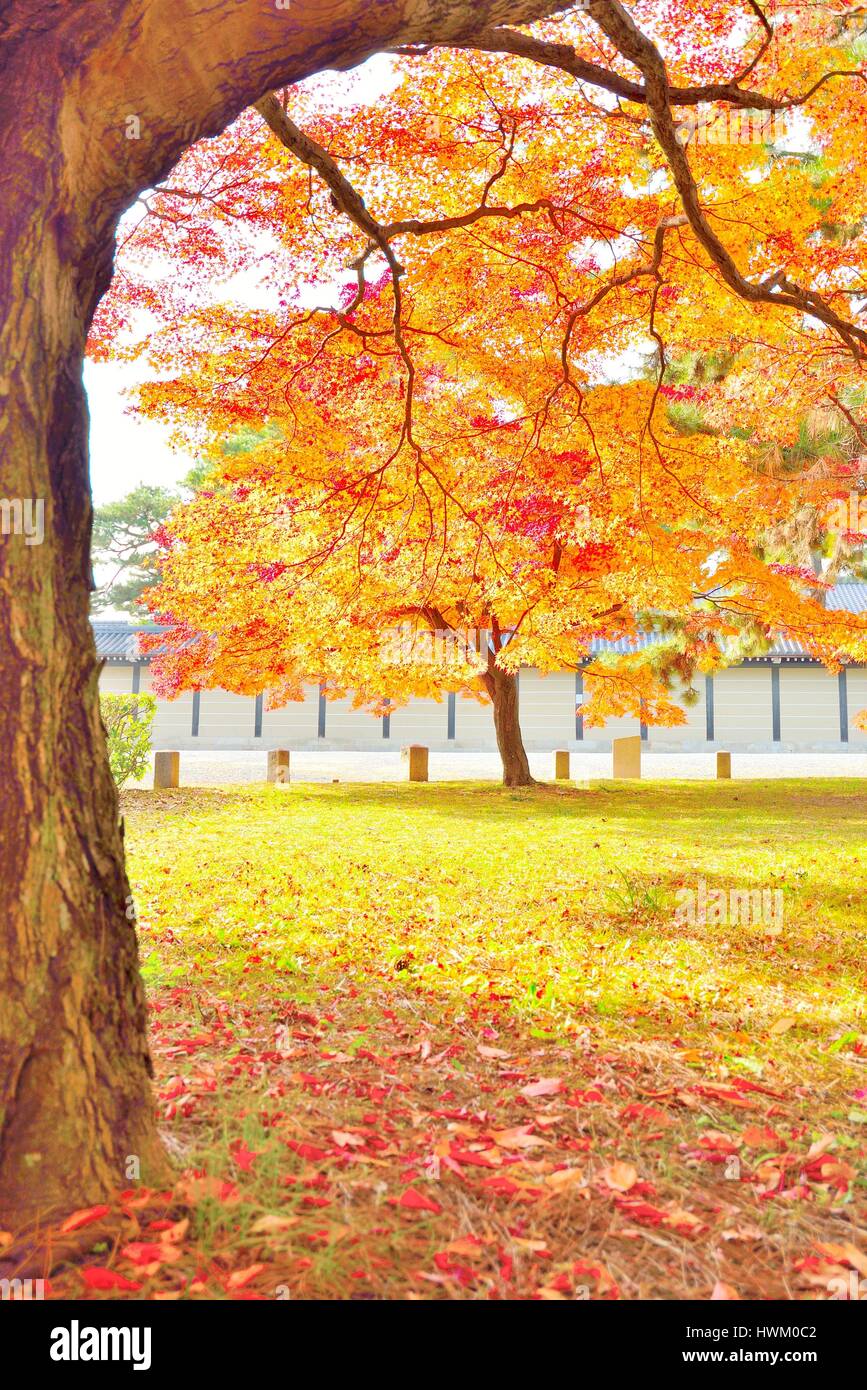 Momiji trees hi-res stock photography and images - Alamy