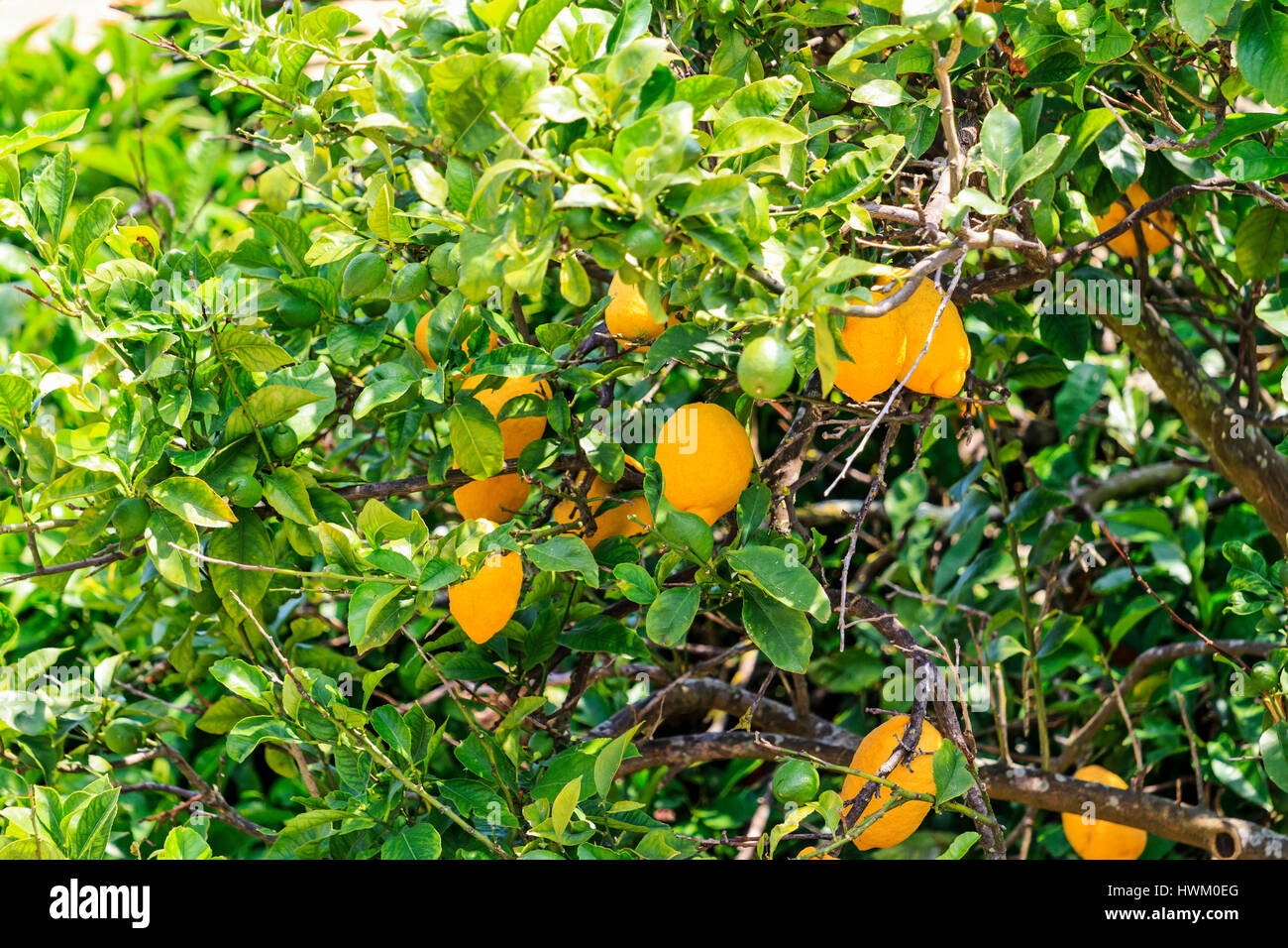 lemons grown in your own garden,garden, fruit, citrus, natural ...