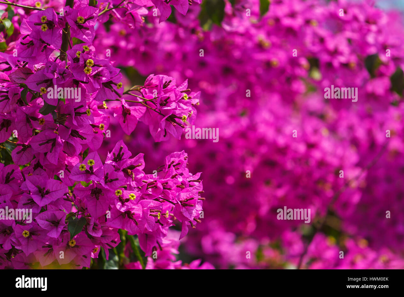 purple flowers in the garden,spring, summer, portugal, purple concept ...
