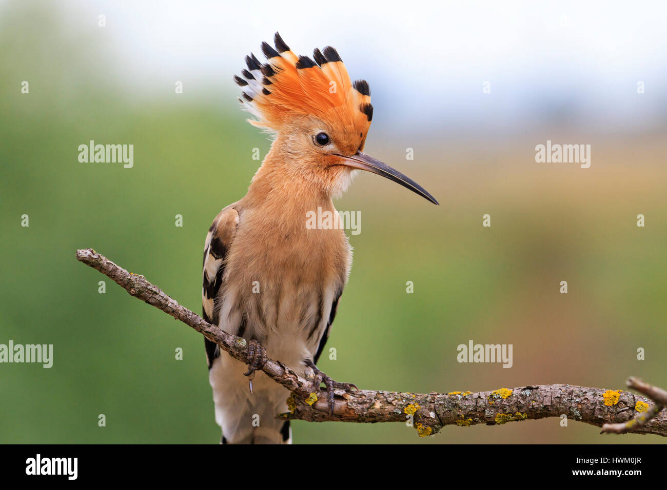 wild bird, unusual plumage, the bird of King Solomon Stock Photo - Alamy
