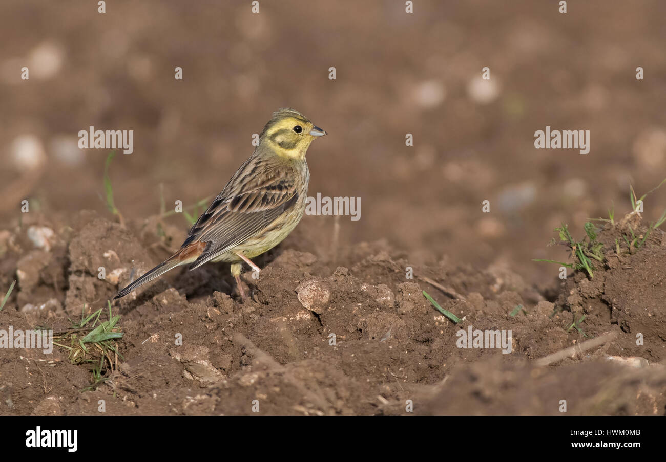 Female Yellowhammer-Emberiza citrinella. Spring. Uk Stock Photo - Alamy